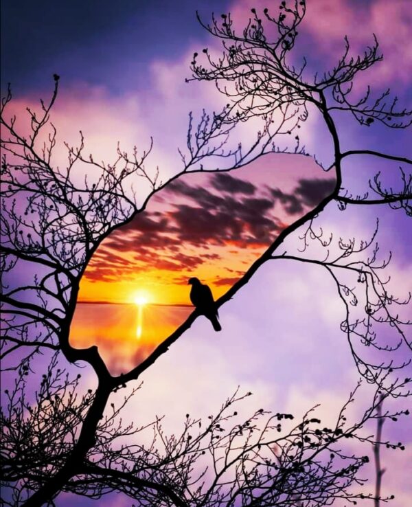 ČUDNI IZBORI - Udruga Feniks Split